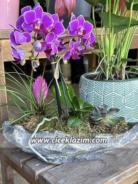 Mini Orkide Aranjman